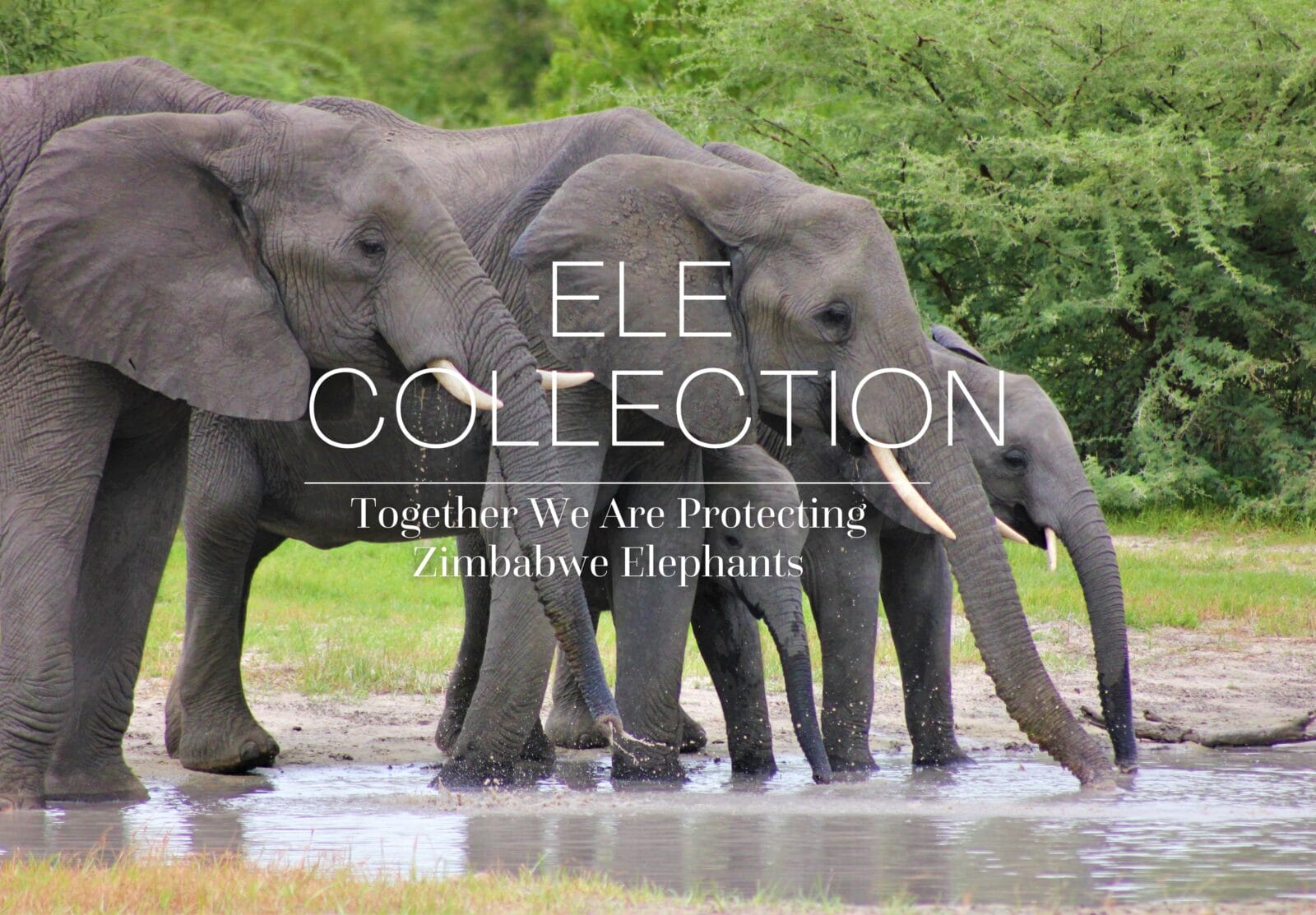 Ele-Collection and Sikeleli Travel working together to protect Africa’s ...